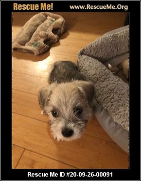 - Oregon Corgi Rescue - ADOPTIONS - Rescue Me!