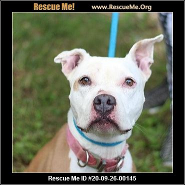 - Virginia Dog Rescue - ADOPTIONS - Rescue Me!