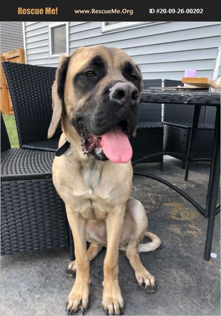 ADOPT 20092600202 ~ Mastiff Rescue ~ Canal Winchester, OH