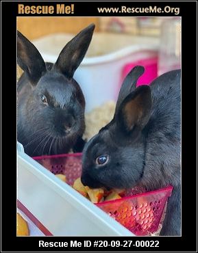 - California Rabbit Rescue - ADOPTIONS - Rescue Me!