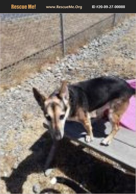 ADOPT 20092700088 ~ Corgi Rescue ~ Gold Beach, OR