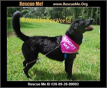 - Florida Dog Rescue - ADOPTIONS - Rescue Me!