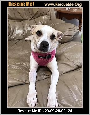 - Pennsylvania Pug Rescue - ADOPTIONS - Rescue Me!