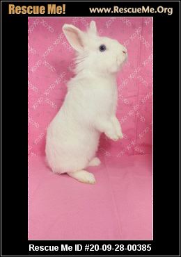 - California Rabbit Rescue - ADOPTIONS - Rescue Me!