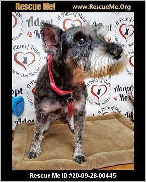 - Florida Schnauzer Rescue - ADOPTIONS - Rescue Me!