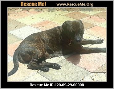 - Florida Dog Rescue - ADOPTIONS - Rescue Me!