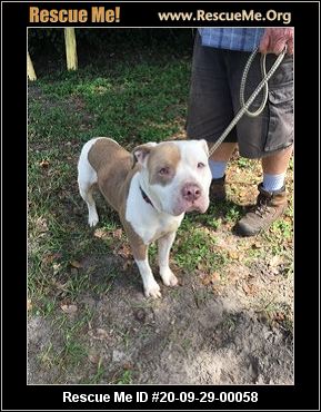 - Florida Dog Rescue - ADOPTIONS - Rescue Me!