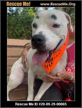 - Florida Dog Rescue - ADOPTIONS - Rescue Me!