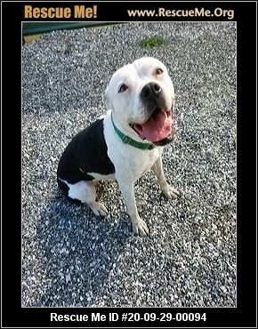 - North Carolina Pit Bull Rescue - ADOPTIONS - Rescue Me!