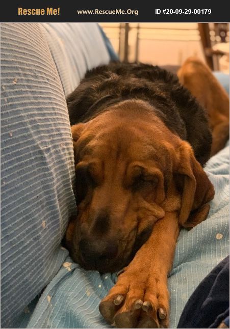 ADOPT 20092900179 ~ Bloodhound Rescue ~ Atlanta, GA