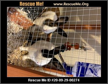- New Jersey Rabbit Rescue - ADOPTIONS - Rescue Me!