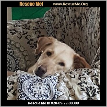 - Florida Dog Rescue - ADOPTIONS - Rescue Me!
