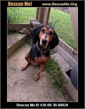 - Virginia Dog Rescue - ADOPTIONS - Rescue Me!