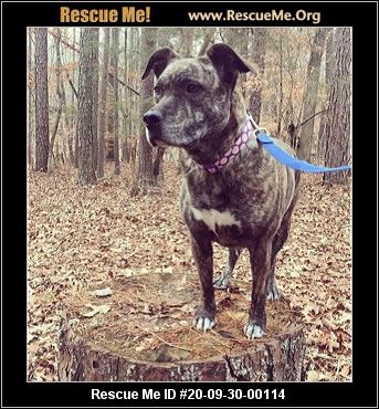 - Tennessee Mountain Cur Rescue - ADOPTIONS - Rescue Me!