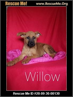 - Delaware Dog Rescue - ADOPTIONS - Rescue Me!