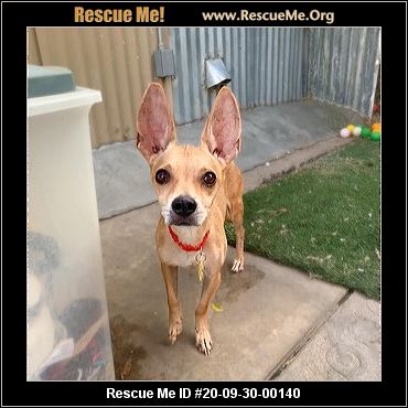 - Arizona Small Dog Rescue - Phoenix, AZ - AVAILABLE PETS
