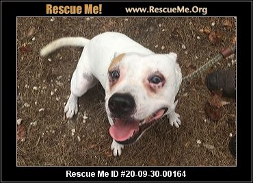 - Florida Dog Rescue - ADOPTIONS - Rescue Me!