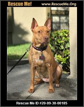 - Florida Dog Rescue - ADOPTIONS - Rescue Me!