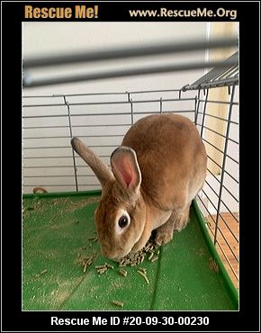 - Florida Rabbit Rescue - ADOPTIONS - Rescue Me!