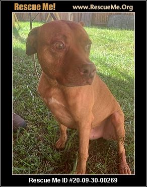 - Florida Dog Rescue - ADOPTIONS - Rescue Me!