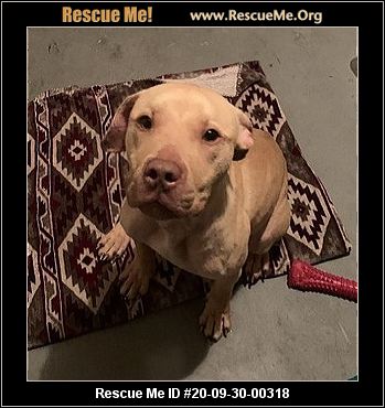 - Florida Dog Rescue - ADOPTIONS - Rescue Me!