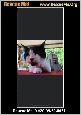 - Florida Cat Rescue - ADOPTIONS - Rescue Me!