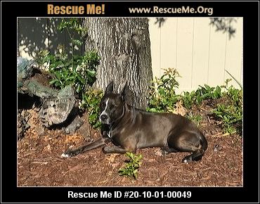 - Florida Dog Rescue - ADOPTIONS - Rescue Me!