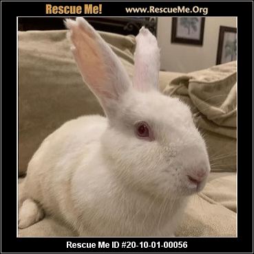 - Florida Rabbit Rescue - ADOPTIONS - Rescue Me!