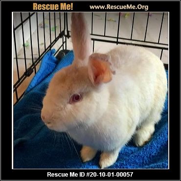 - Florida Rabbit Rescue - ADOPTIONS - Rescue Me!