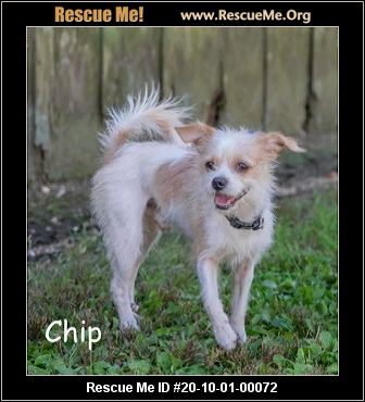 - Delaware Dog Rescue - ADOPTIONS - Rescue Me!