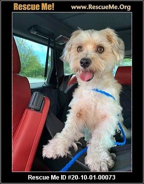 - Delaware Dog Rescue - ADOPTIONS - Rescue Me!