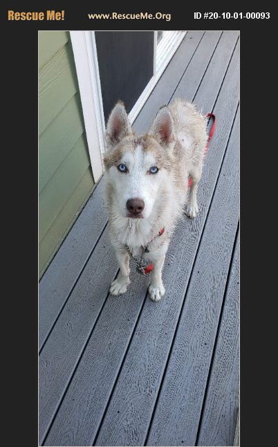 ADOPT 20100100093 ~ Siberian Husky Rescue ~ Roy, WA