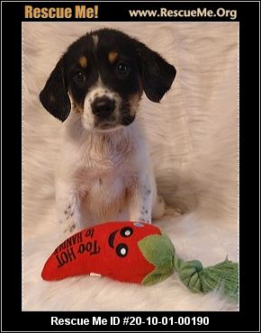 - Delaware Dog Rescue - ADOPTIONS - Rescue Me!