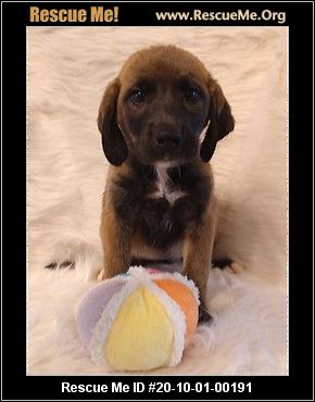 - Delaware Dog Rescue - ADOPTIONS - Rescue Me!