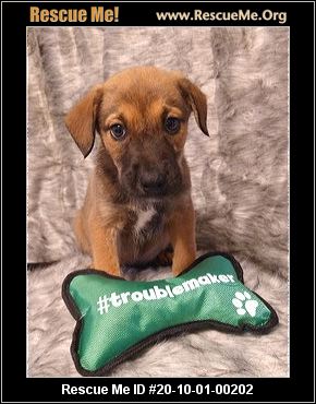 - Delaware Dog Rescue - ADOPTIONS - Rescue Me!