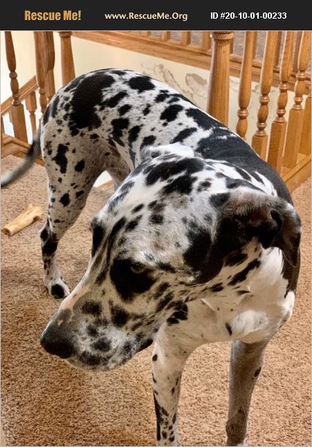 ADOPT 20100100233 ~ Great Dane Rescue ~ Sioux Falls, SD