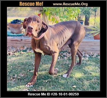 - Texas Great Dane Rescue - ADOPTIONS - Rescue Me!
