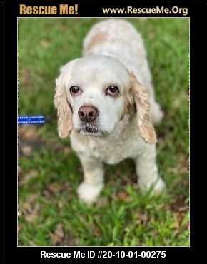 - Florida Cocker Spaniel Rescue - ADOPTIONS - Rescue Me!