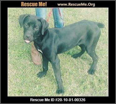 - Florida Dog Rescue - ADOPTIONS - Rescue Me!