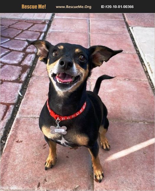 ADOPT 20100100366 ~ Miniature Pinscher Rescue ~ Phoenix, AZ