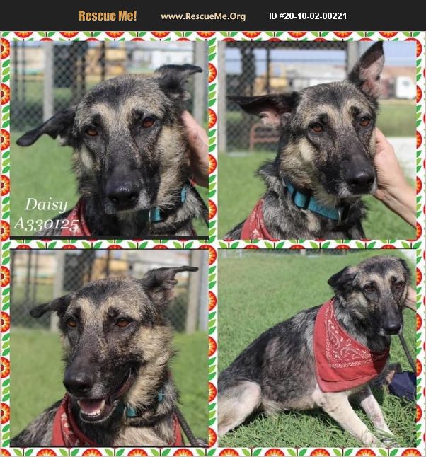 ADOPT 20100200221 ~ German Shepherd Rescue ~ Boca Raton, FL