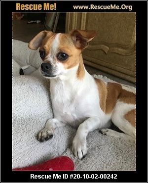 - Florida Dog Rescue - ADOPTIONS - Rescue Me!