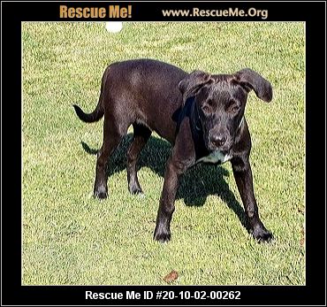- Alabama Dog Rescue - ADOPTIONS - Rescue Me!