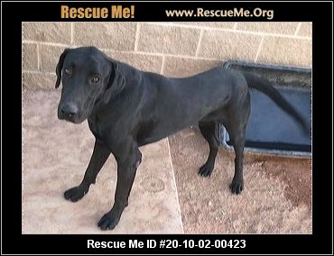- Colorado Lab Rescue - ADOPTIONS - Rescue Me!
