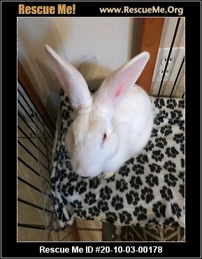 - Florida Rabbit Rescue - ADOPTIONS - Rescue Me!
