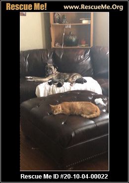 - Indiana Golden Retriever Rescue - ADOPTIONS - Rescue Me!