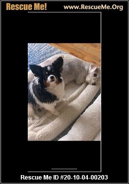 - Colorado Papillon Rescue - ADOPTIONS - Rescue Me!