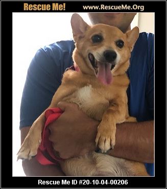 - California Corgi Rescue - ADOPTIONS - Rescue Me!