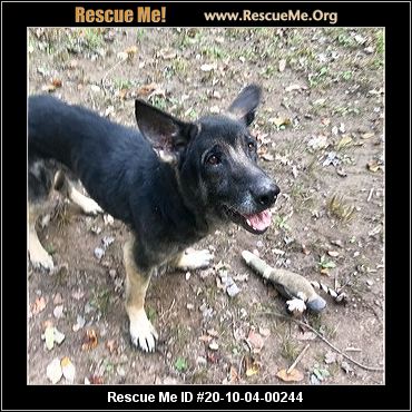 - New Jersey German Shepherd Rescue - ADOPTIONS - Rescue Me!