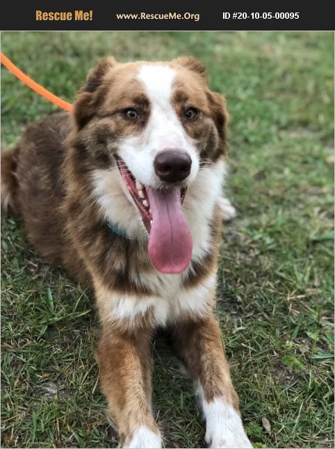 ADOPT 20100500095 ~ Australian Shepherd Rescue ~ Brooksville, FL